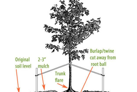 North Carolina Urban Forest Council