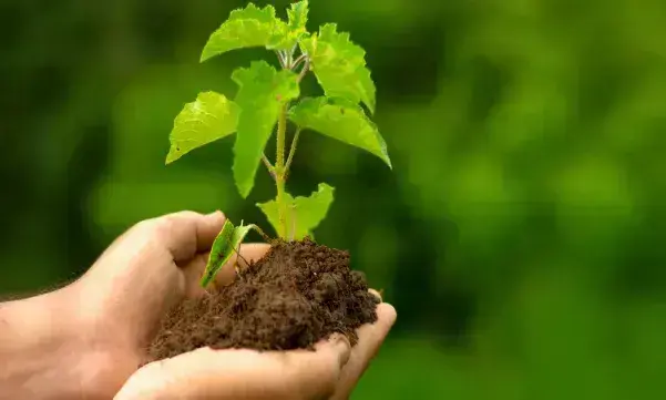 Going green: A primer on adopting sustainable practices